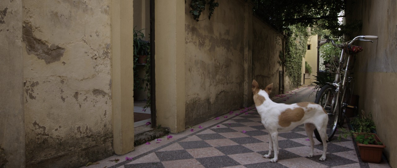 Los Cebúes - Marvin&Wayne Short Films